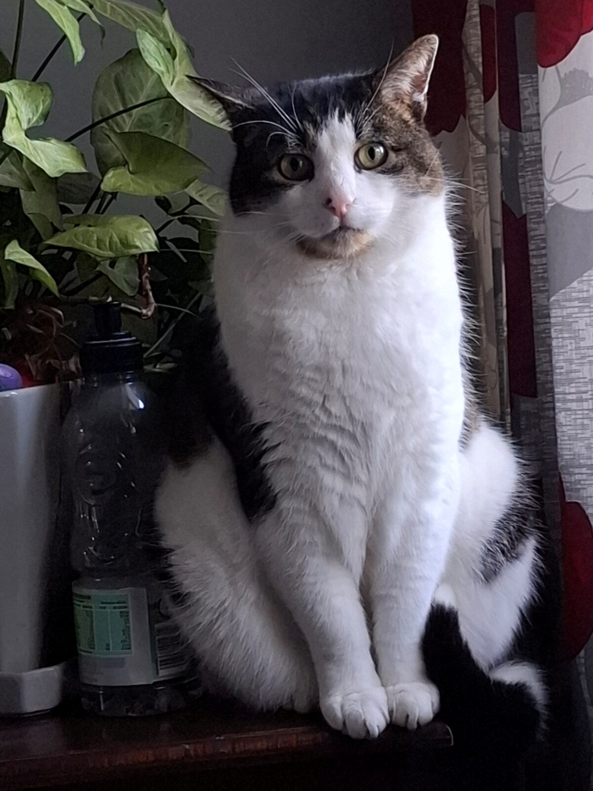 Tibbs, Ziggy, Panda and Jaina: They help me through the hard times ...