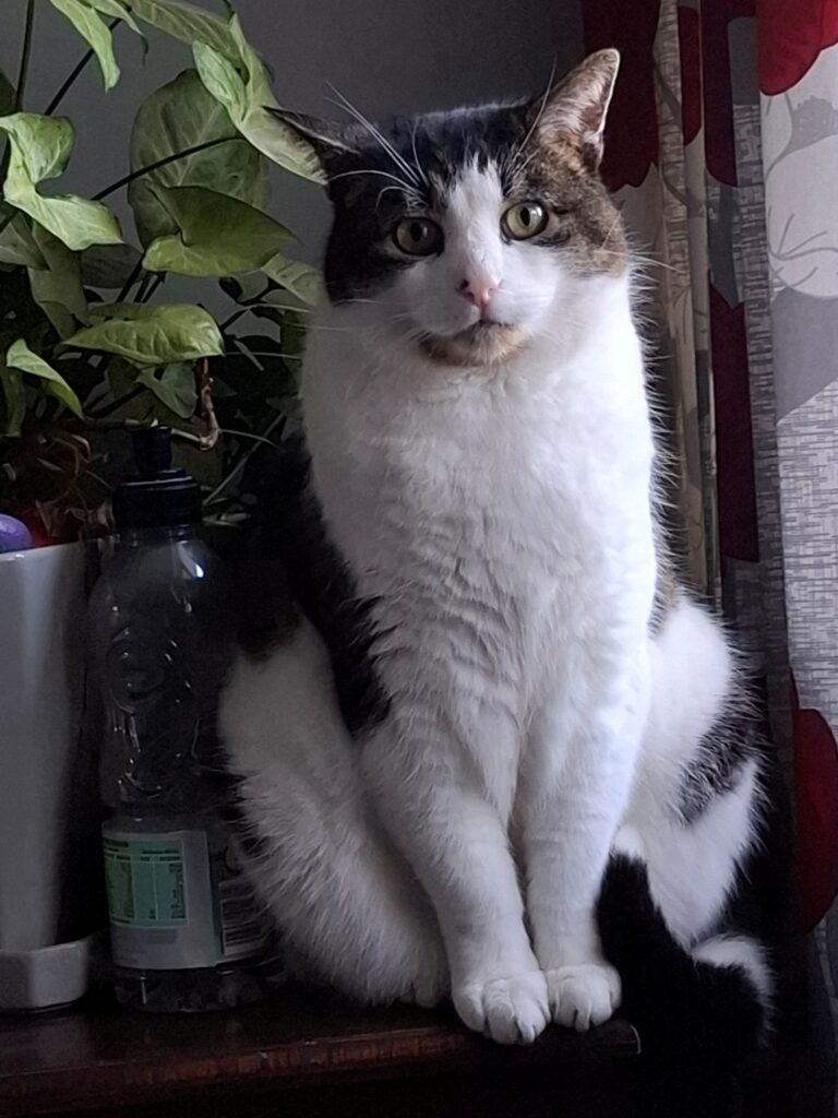Tibbs, Ziggy, Panda and Jaina: They help me through the hard times ...