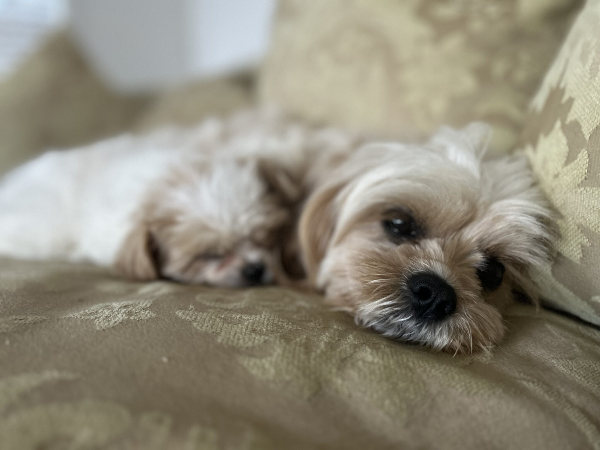 Daisy, Bunny and pals: I work in residential care, my pets are my ...